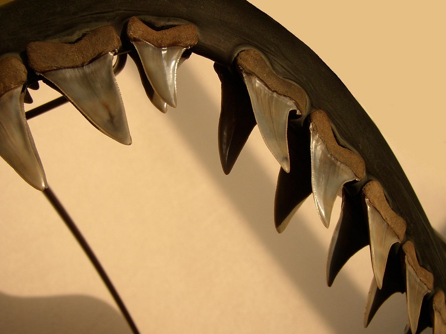 Isurus Escheri shark jaw reconstruction |haaien kaak-reconstructie