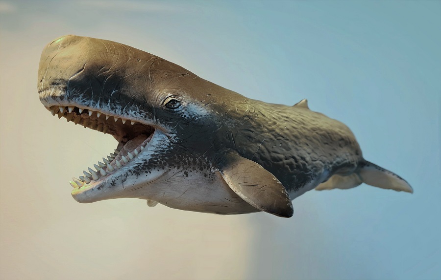 Scale model Livyatan Melvillei prehistoric whale-prehistorische potvis