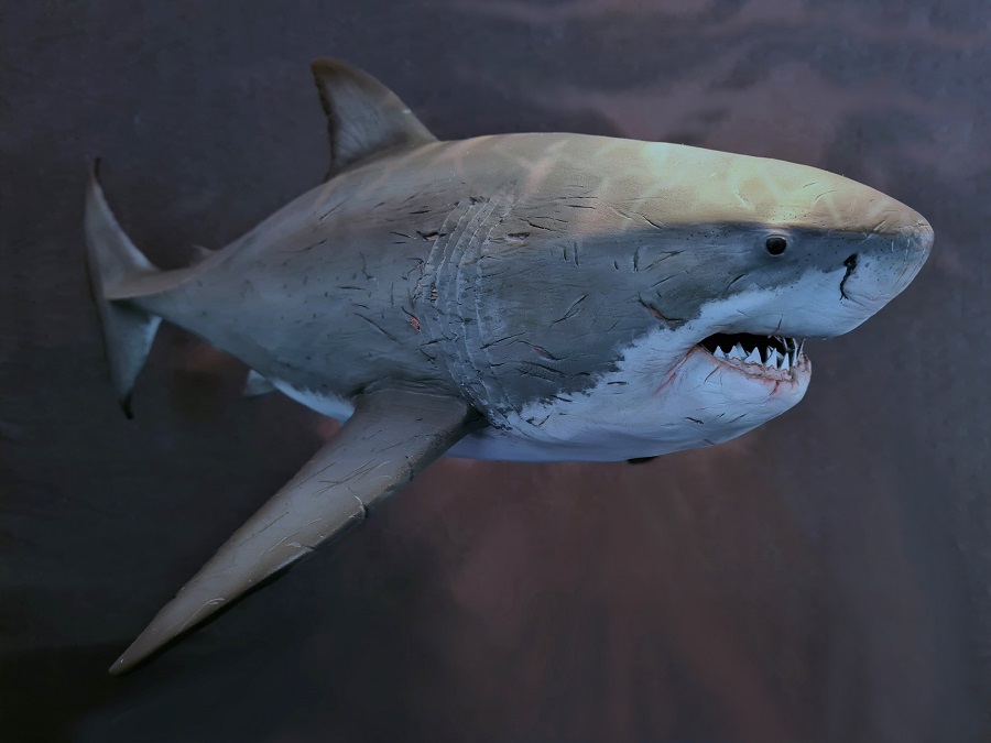 Prehistoric Megalodon Shark Model