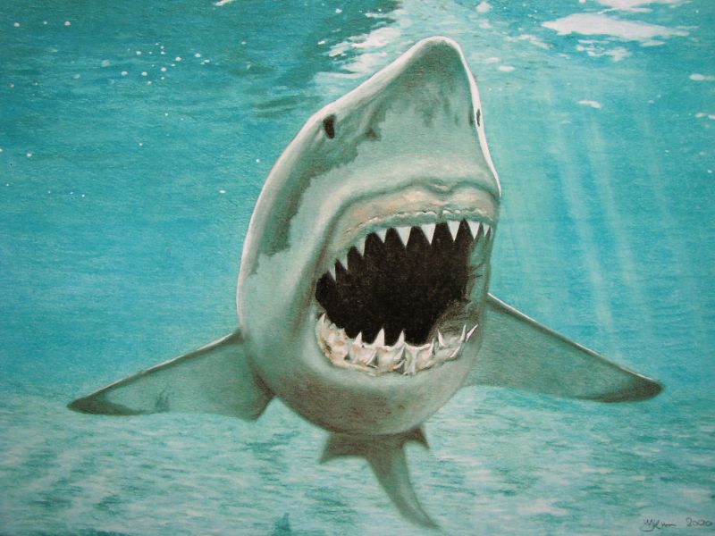 Paintings, Murals and drawings by contemporary paleoartist Jaap Roos