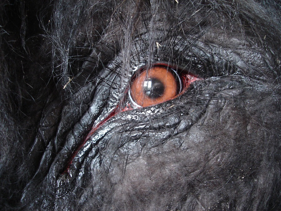 Life-size Woolly mammoth sculpture/ Beeldhouwwerk wolharige mammoet