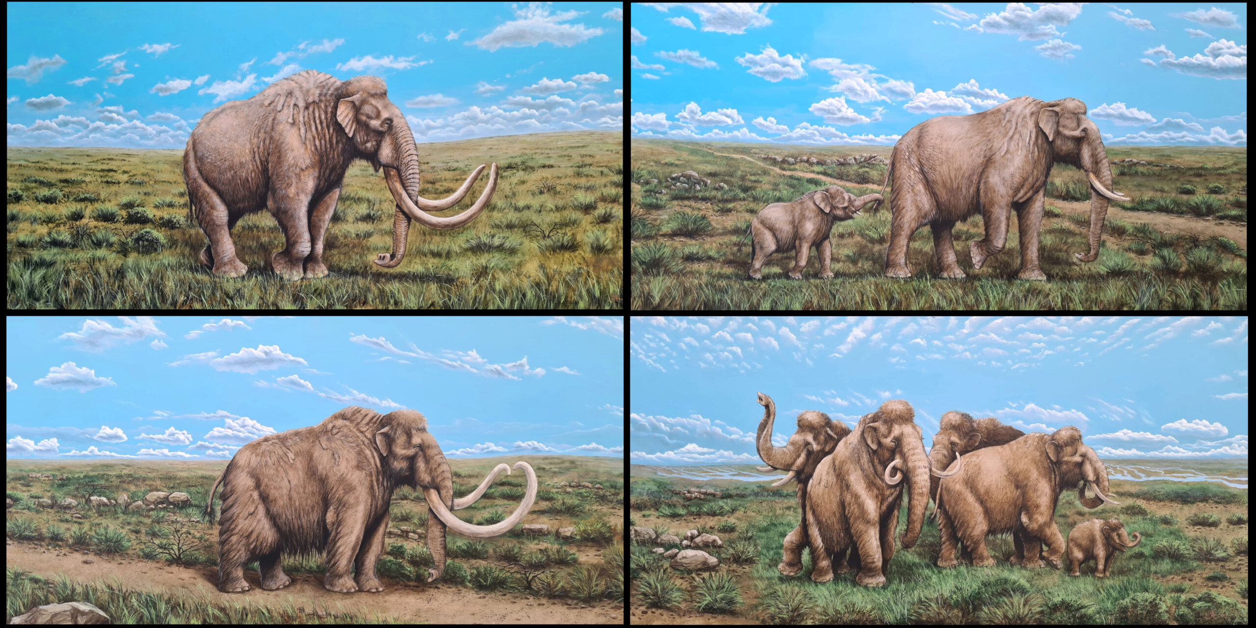 Paintings, Murals and drawings by contemporary paleoartist Jaap Roos